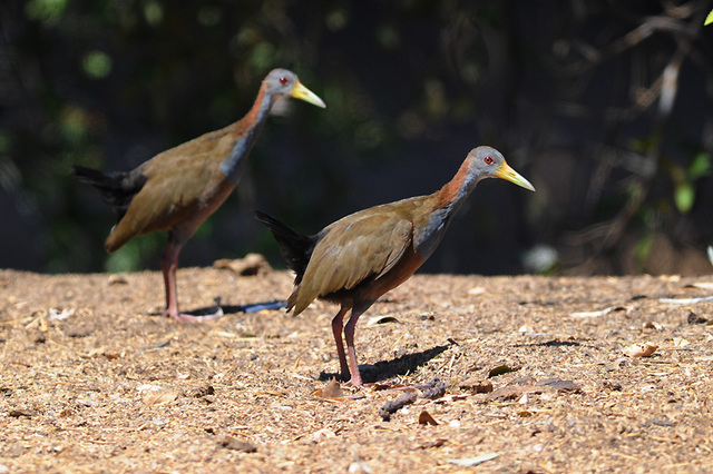 Foto saracuruçu (Aramides ypecaha) Por Joao Quental | Wiki Aves - A ...