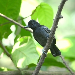 choca-preta-e-cinza (Thamnophilus nigrocinereus) | WikiAves - A ...