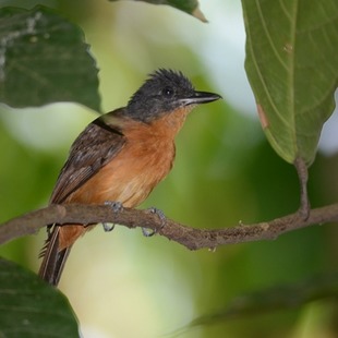 choca-preta-e-cinza (Thamnophilus nigrocinereus) | WikiAves - A ...