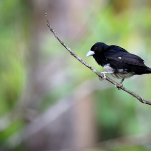 tiê-bicudo (Conothraupis mesoleuca) | WikiAves - A Enciclopédia das ...
