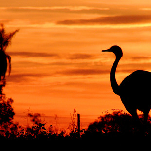 Rheidae | WikiAves - A Enciclopédia das Aves do Brasil