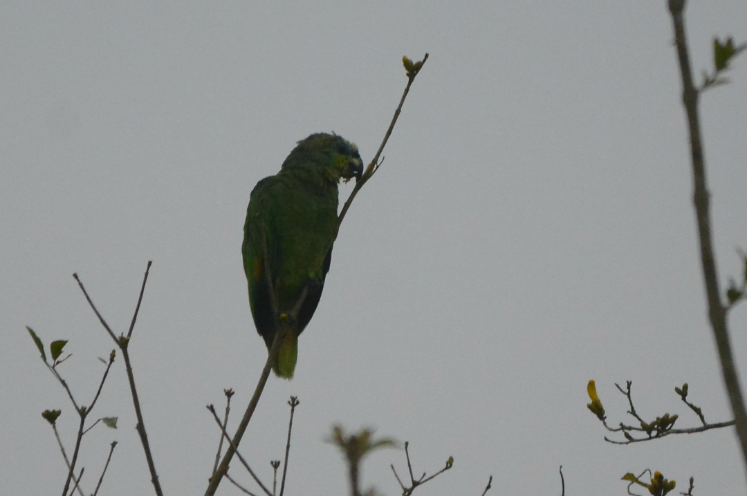 Foto curica (Amazona amazonica) Por Anderson Warkentin | Wiki Aves - A ...