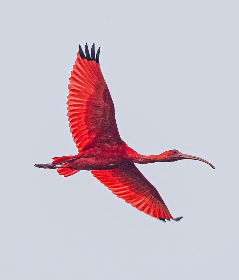 Foto guará (Eudocimus ruber) Por Lucas Gusso | Wiki Aves - A ...