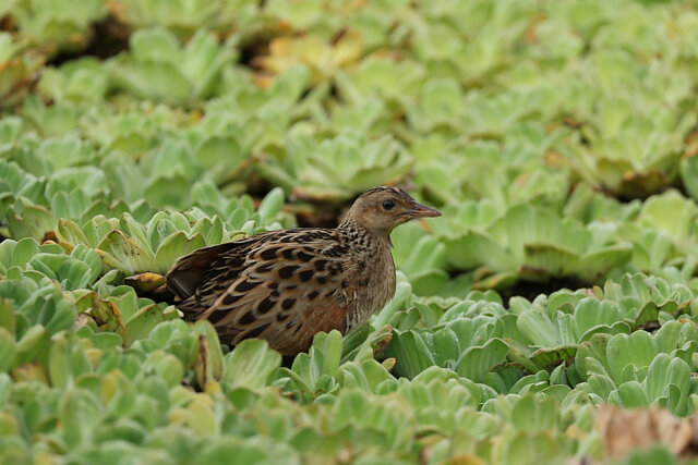 Foto codornizão (Crex crex) Por Nina Wenóli | Wiki Aves - A Enciclopédia das Aves do Brasil