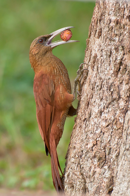 arapaçu-do-campo (Xiphocolaptes major) | WikiAves - A Enciclopédia das ...