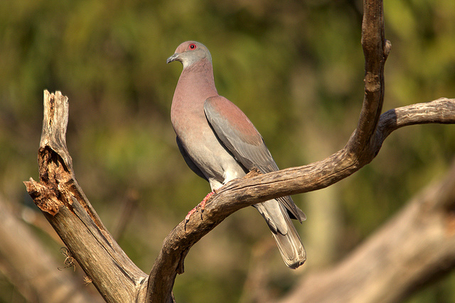 pomba-galega (Patagioenas cayennensis) | WikiAves - A Enciclopédia das ...
