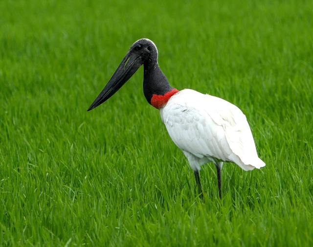 Foto tuiuiú (Jabiru mycteria) Por André Mendonça | Wiki Aves - A ...