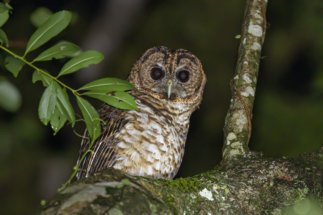 Foto coruja-listrada (Strix hylophila) Por Adriano Gonçalves 2 | Wiki ...