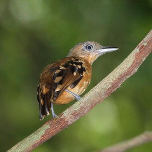 choca-pintada (Megastictus margaritatus) | WikiAves - A Enciclopédia ...