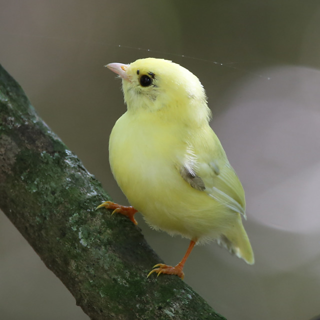 Foto rendeira (Manacus manacus) Por Marcelo Guerrao | Wiki Aves - A ...