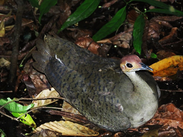 Foto inhambu-serra (Tinamus major) Por Márcia Banzoni | Wiki Aves - A ...