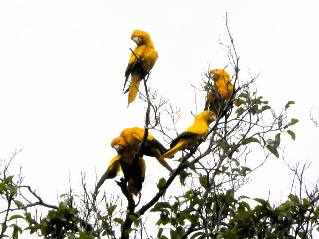 Foto ararajuba (Guaruba guarouba) Por Igor Nascimento | Wiki Aves - A ...