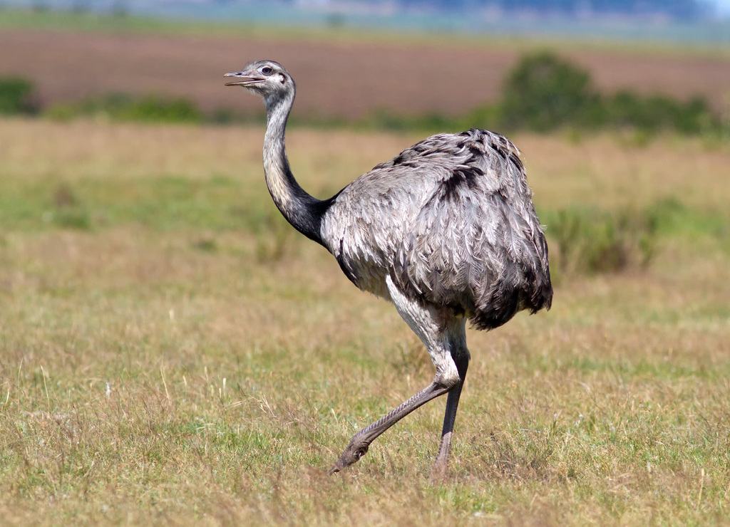 Foto ema (Rhea americana) Por Marco Cruz | Wiki Aves - A Enciclopédia ...