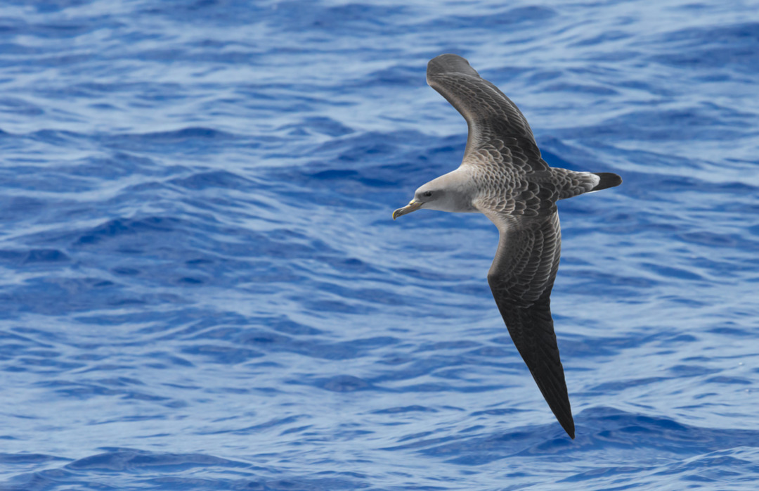 Foto cagarra-grande (Calonectris borealis) Por Ester Ramirez | Wiki ...