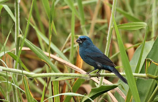 Foto azulinho (Cyanoloxia glaucocaerulea) Por Ronny Sperber | Wiki Aves ...