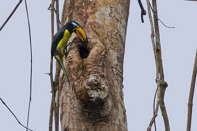 Foto araçari-de-bico-riscado (Pteroglossus inscriptus) Por Leonildo ...