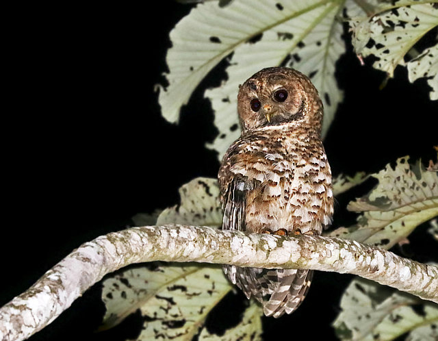 Foto coruja-listrada (Strix hylophila) Por Lorenzo Palma | Wiki Aves ...