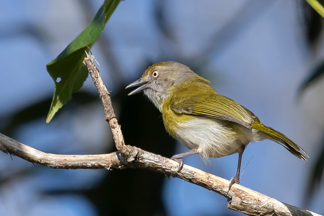 Foto vite-vite (Hylophilus thoracicus) Por Claudio Martins | Wiki Aves ...