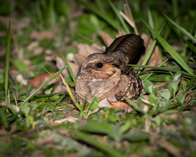 Foto bacurau (Nyctidromus albicollis) Por Marcelo Figueiroa | Wiki Aves ...