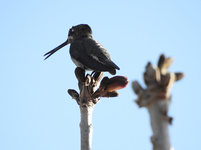 Foto bico-reto-de-banda-branca (Heliomaster squamosus) Por Daniela Maia ...