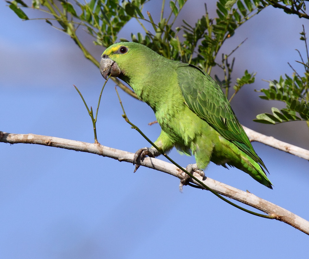 Foto curica-verde (Graydidascalus brachyurus) Por Anselmo d`Affonseca | Wiki Aves - A ...