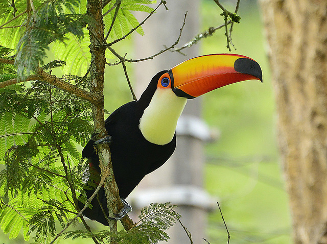 tucanuçu (Ramphastos toco) | WikiAves - A Enciclopédia das Aves do Brasil