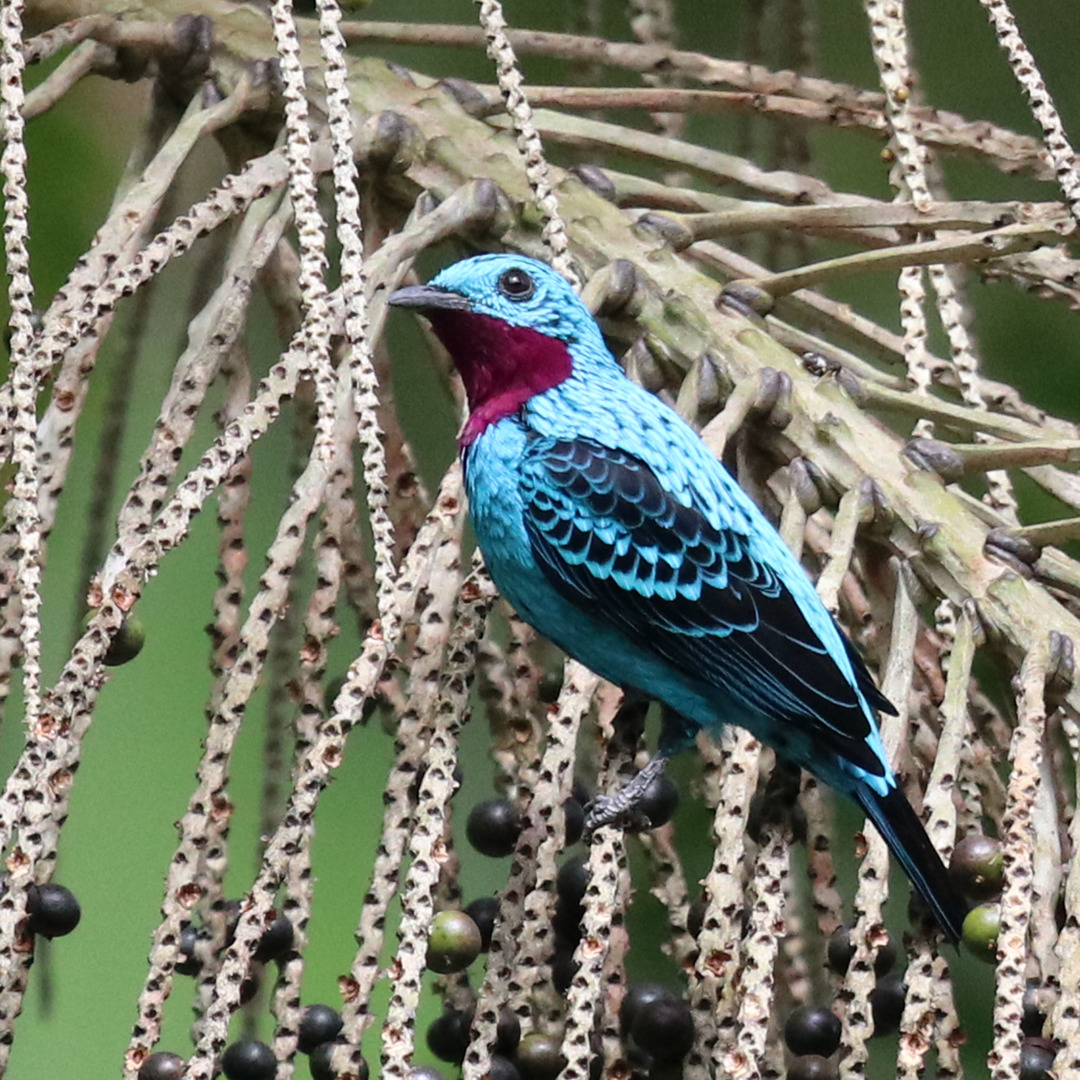 Foto anambé-azul (Cotinga cayana) Por Henrique Langenegger | Wiki Aves ...