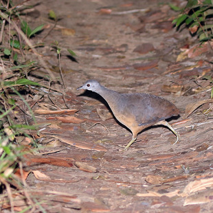 tururim (Crypturellus soui) | WikiAves - A Enciclopédia das Aves do Brasil