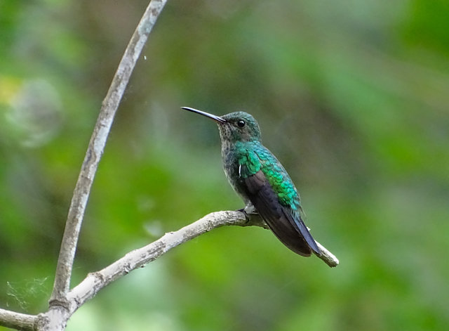 Foto beija-flor-de-garganta-azul (Chlorestes notata) Por Francielly ...