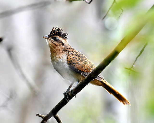 Foto saci (Tapera naevia) Por Eliane Zaltman | Wiki Aves - A ...