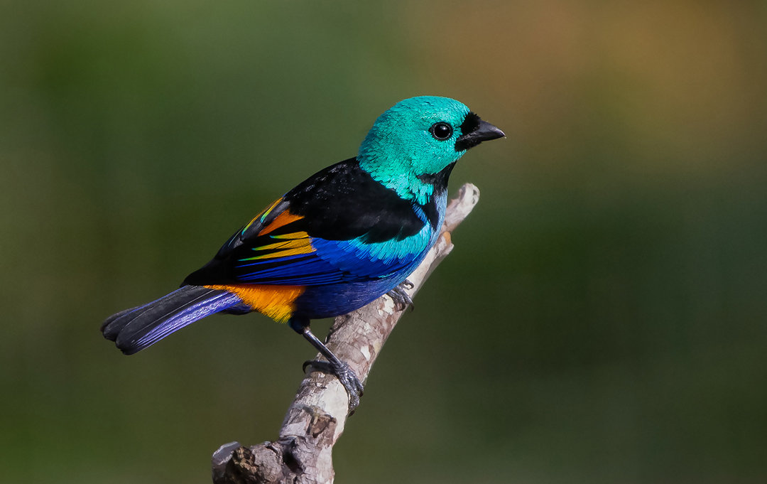 Foto saíra-pintor (Tangara fastuosa) Por Thiago Zanetti | Wiki Aves - A ...