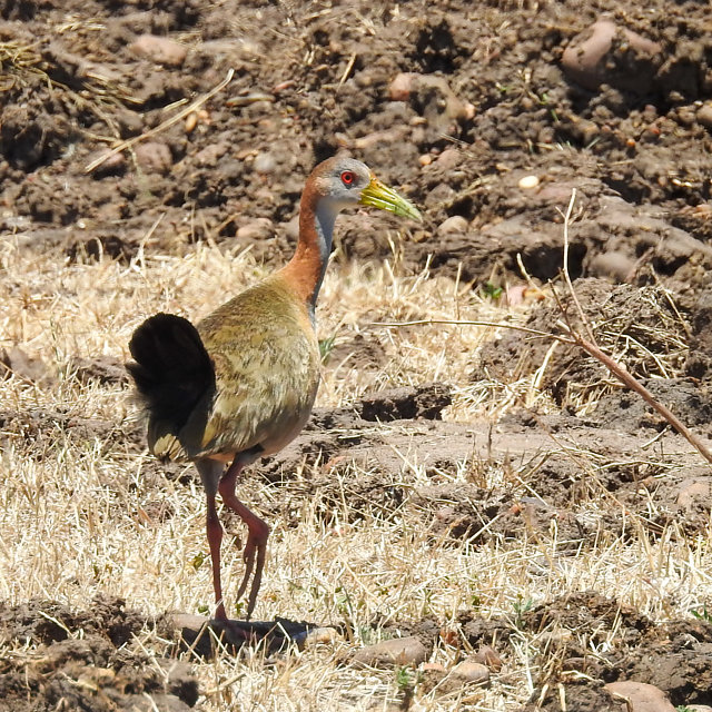 Foto saracuruçu (Aramides ypecaha) Por Bruno Dinucci | Wiki Aves - A ...