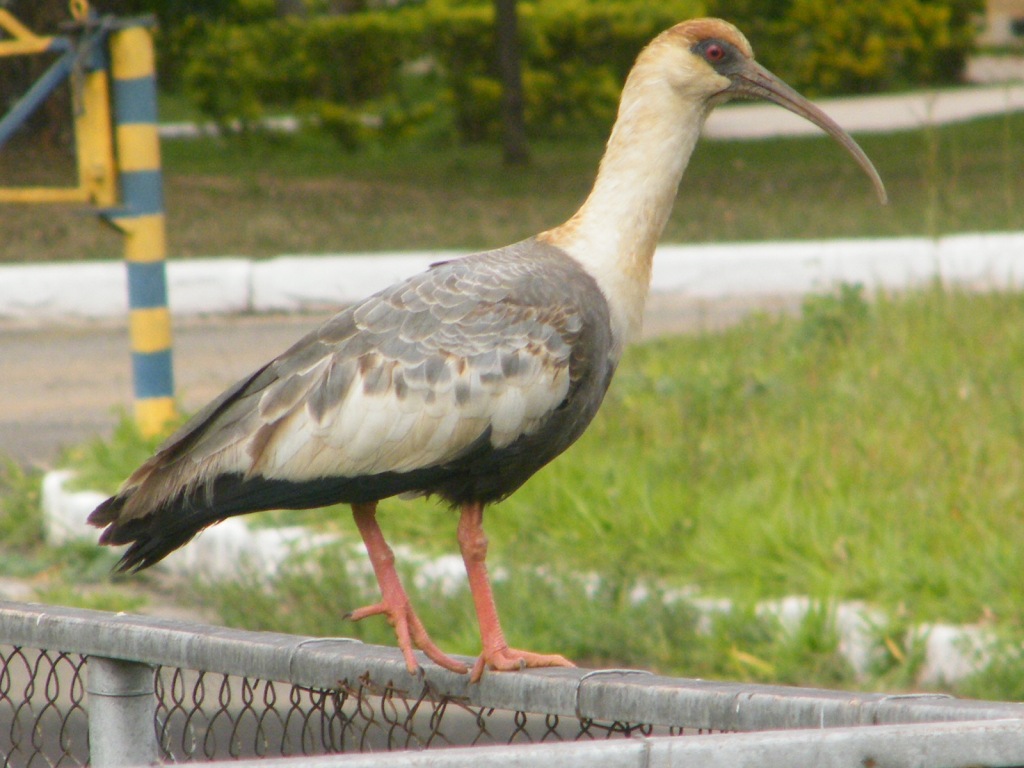 Foto curicaca (Theristicus caudatus) Por Alvaro Nascimento Silva | Wiki ...