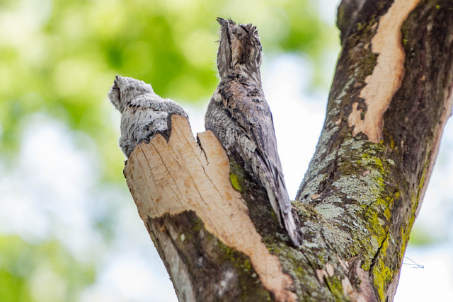 Foto urutau (Nyctibius griseus) Por Ric. A | Wiki Aves - A Enciclopédia ...