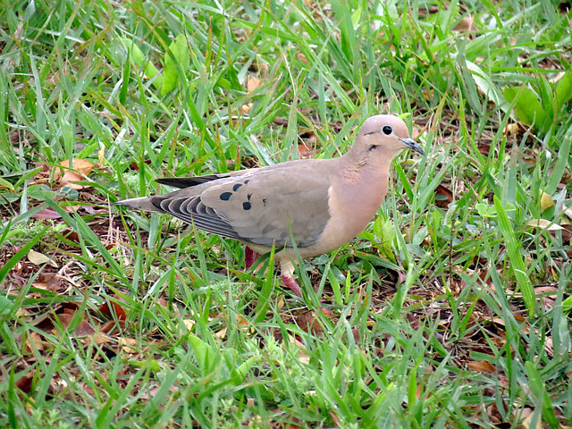 Foto avoante (Zenaida auriculata) Por Fernando Pacheco | Wiki Aves - A ...