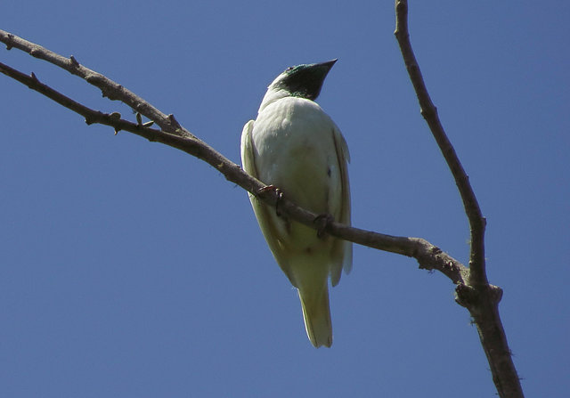 Foto araponga (Procnias nudicollis) Por Fernando Pacheco | Wiki Aves ...
