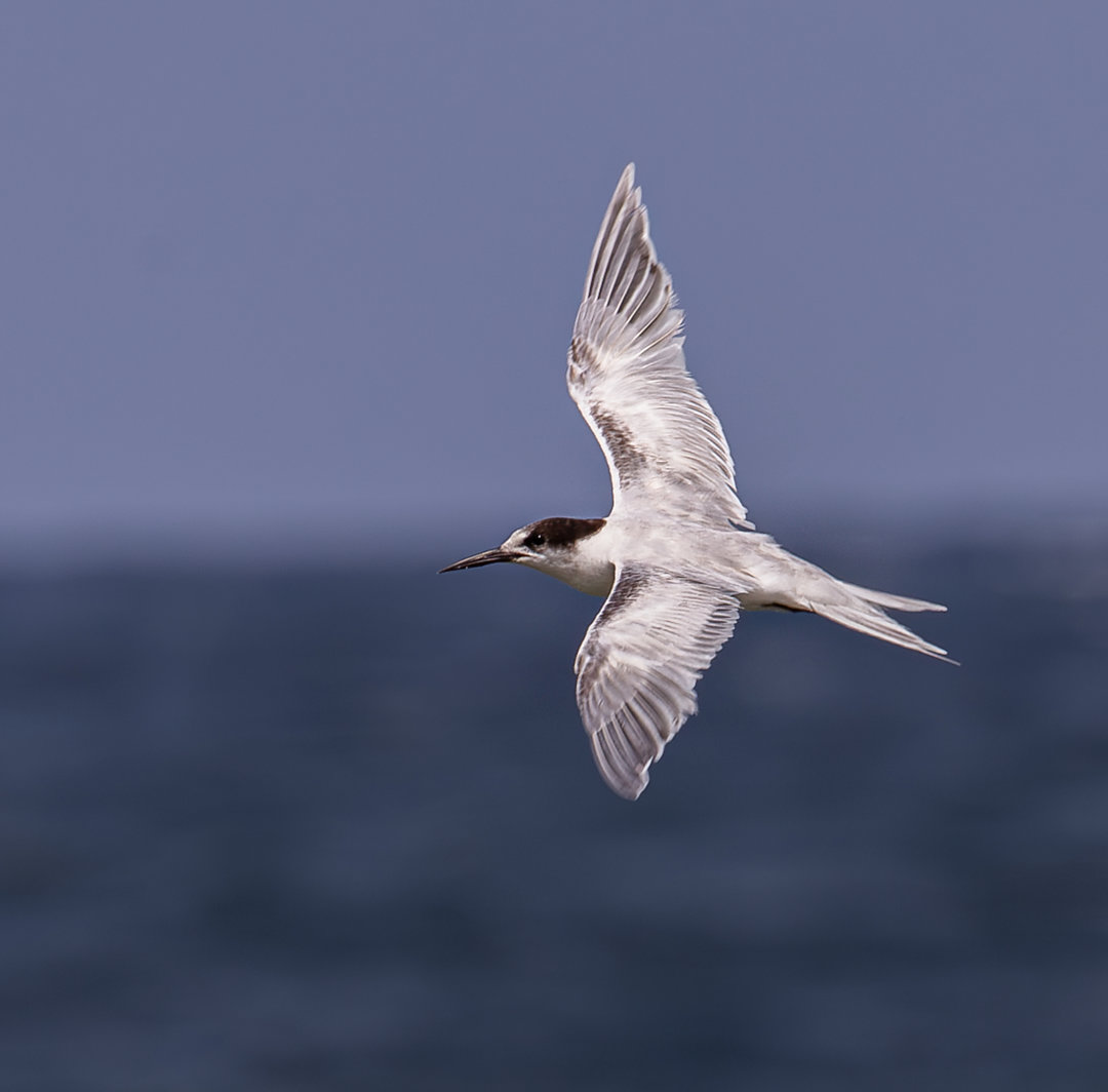 Foto trinta-réis-boreal (Sterna hirundo) Por Lucas Garboggini | Wiki ...