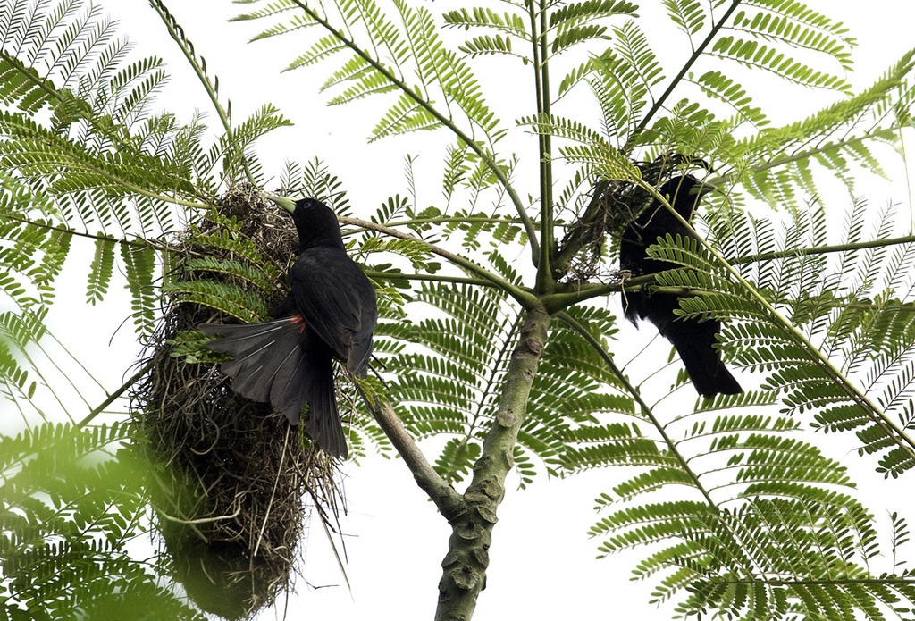 Foto guaxe (Cacicus haemorrhous) Por Romulo Campos | Wiki Aves - A ...