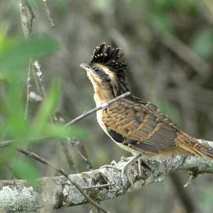 saci (Tapera naevia) | WikiAves - A Enciclopédia das Aves do Brasil