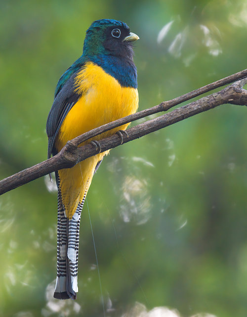 Foto surucuá-dourado (Trogon chrysochloros) Por Flavio Aguiar | Wiki Aves - A Enciclopédia das ...
