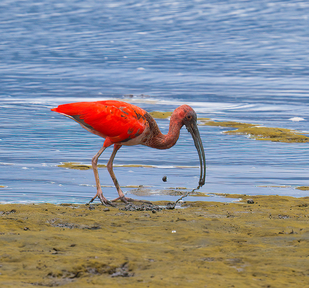 Foto guará (Eudocimus ruber) Por Flavio Aguiar | Wiki Aves - A ...