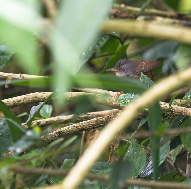 Foto tapaculo-pintado (Psilorhamphus guttatus) Por Flavio Aguiar | Wiki ...