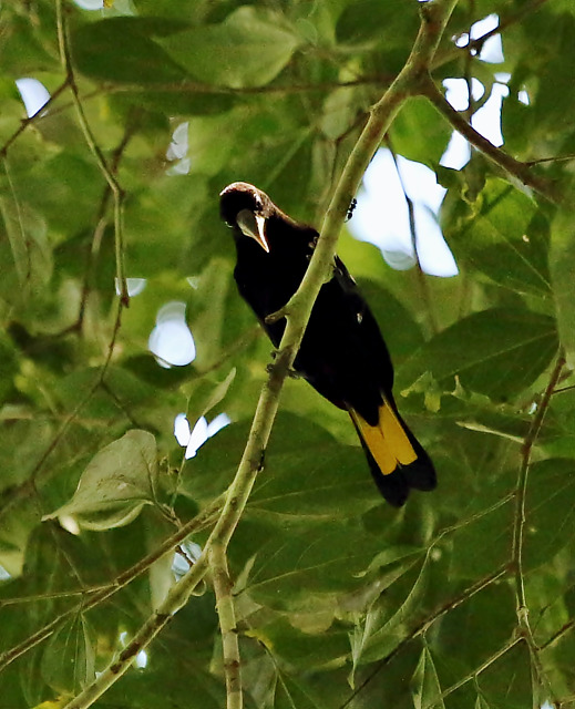 japu-de-rabo-verde (Cacicus latirostris) | WikiAves - A Enciclopédia ...