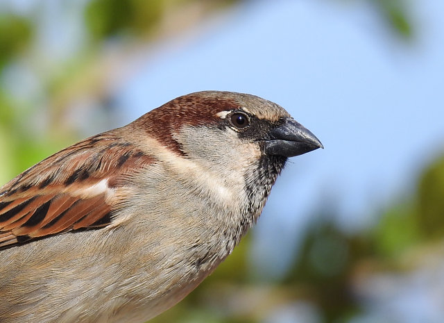 Foto pardal (Passer domesticus) Por João Vitor Santos | Wiki Aves - A Enciclopédia das Aves do ...