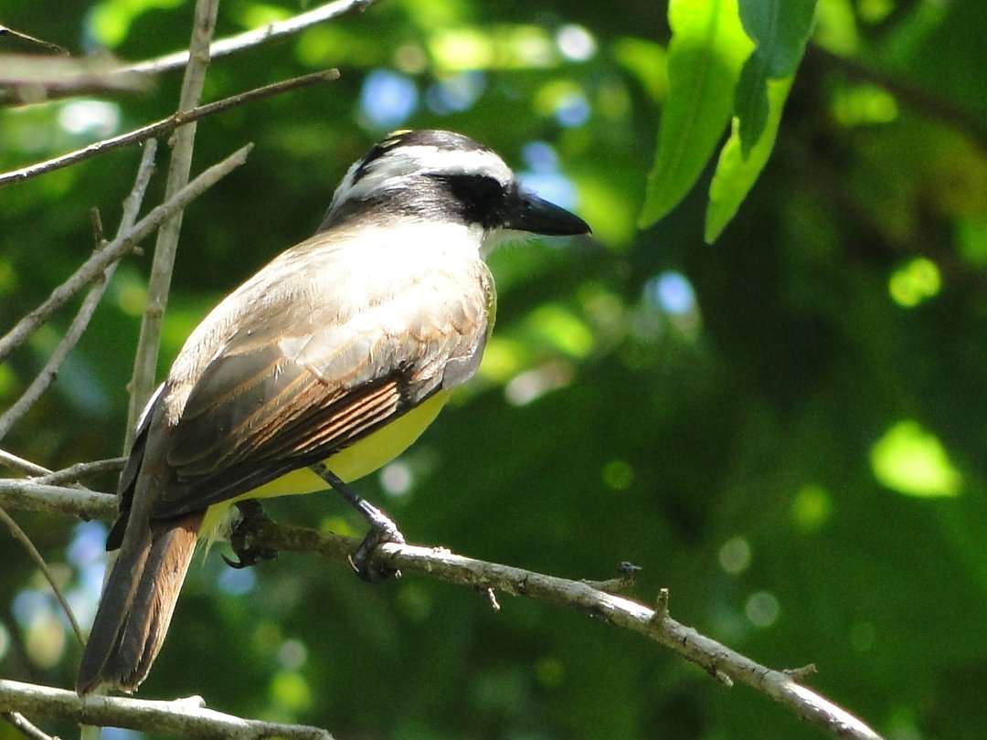 Foto bem-te-vi (Pitangus sulphuratus) Por Aquiles Paulus | Wiki Aves ...