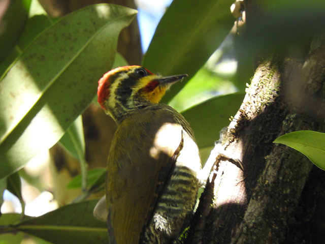 Foto pica-pau-dourado (Piculus aurulentus) Por Lucas M. Mercante | Wiki ...
