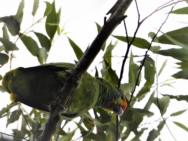 Foto chauá (Amazona rhodocorytha) Por Gilson Luz | Wiki Aves - A ...