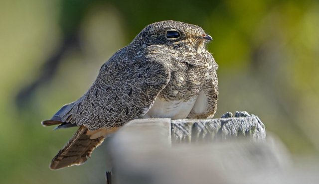 Foto corucão (Podager nacunda) Por Christopher Borges | Wiki Aves - A ...