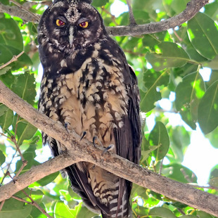 mocho-diabo (Asio stygius) | WikiAves - A Enciclopédia das Aves do Brasil