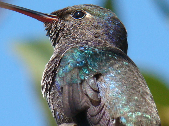 Foto beija-flor-de-peito-azul (Chionomesa lactea) Por Julio Machado ...